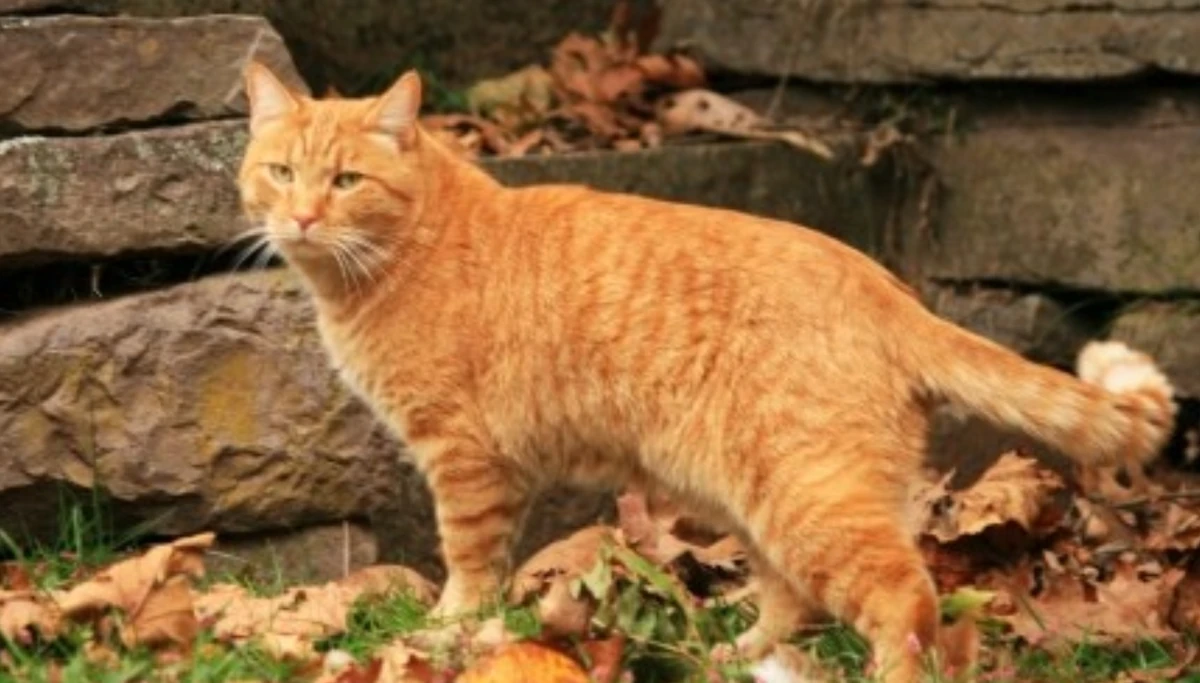 Briarnight | Amberstar’s Legend Wiki | Fandom