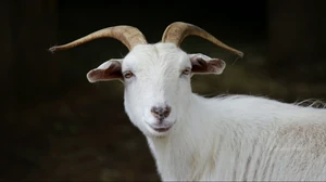 Mutumbo the Goat | American Dad Wikia | Fandom