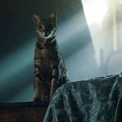 Mr Slav Cat - Goimages U