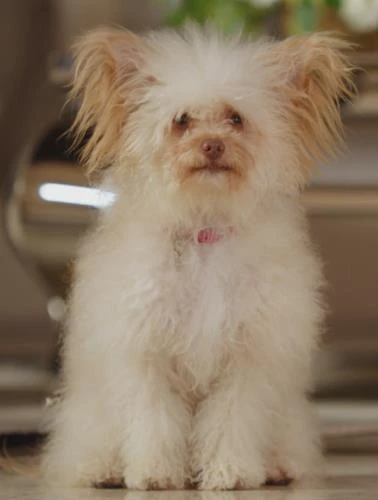 Hallie | American Horror Story Wiki | Fandom