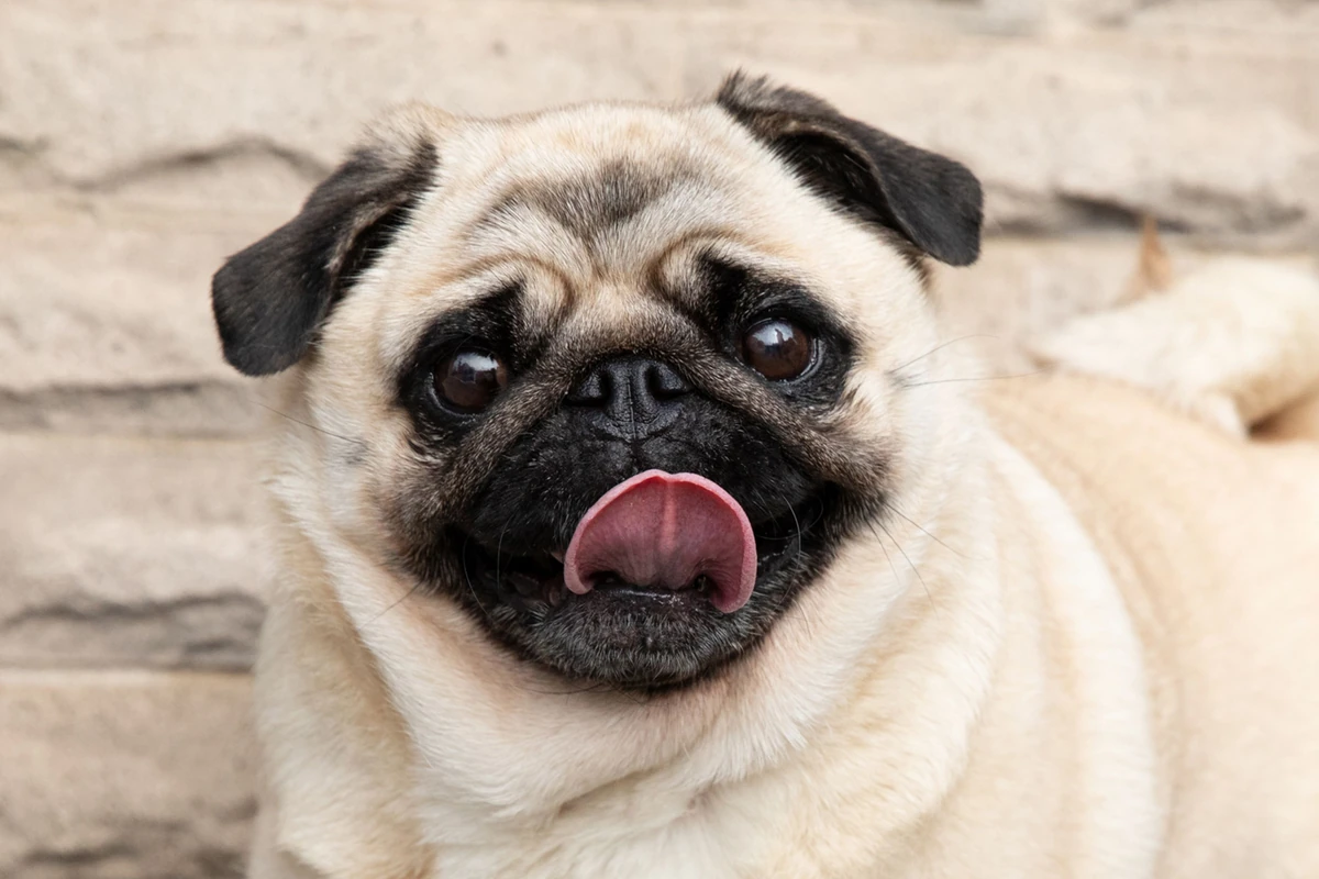 Puggo | America Wiki | Fandom