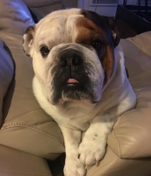 Clyde The Bulldog | Amethyst Kitchen Wiki | Fandom