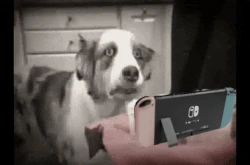 Ptsd Dog Gif
