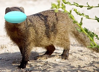 Amongoose | Amogus Wiki | Fandom