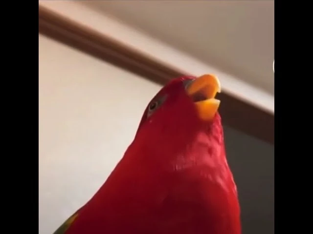 Suswewewewewe Bird | Amogus Wiki | Fandom