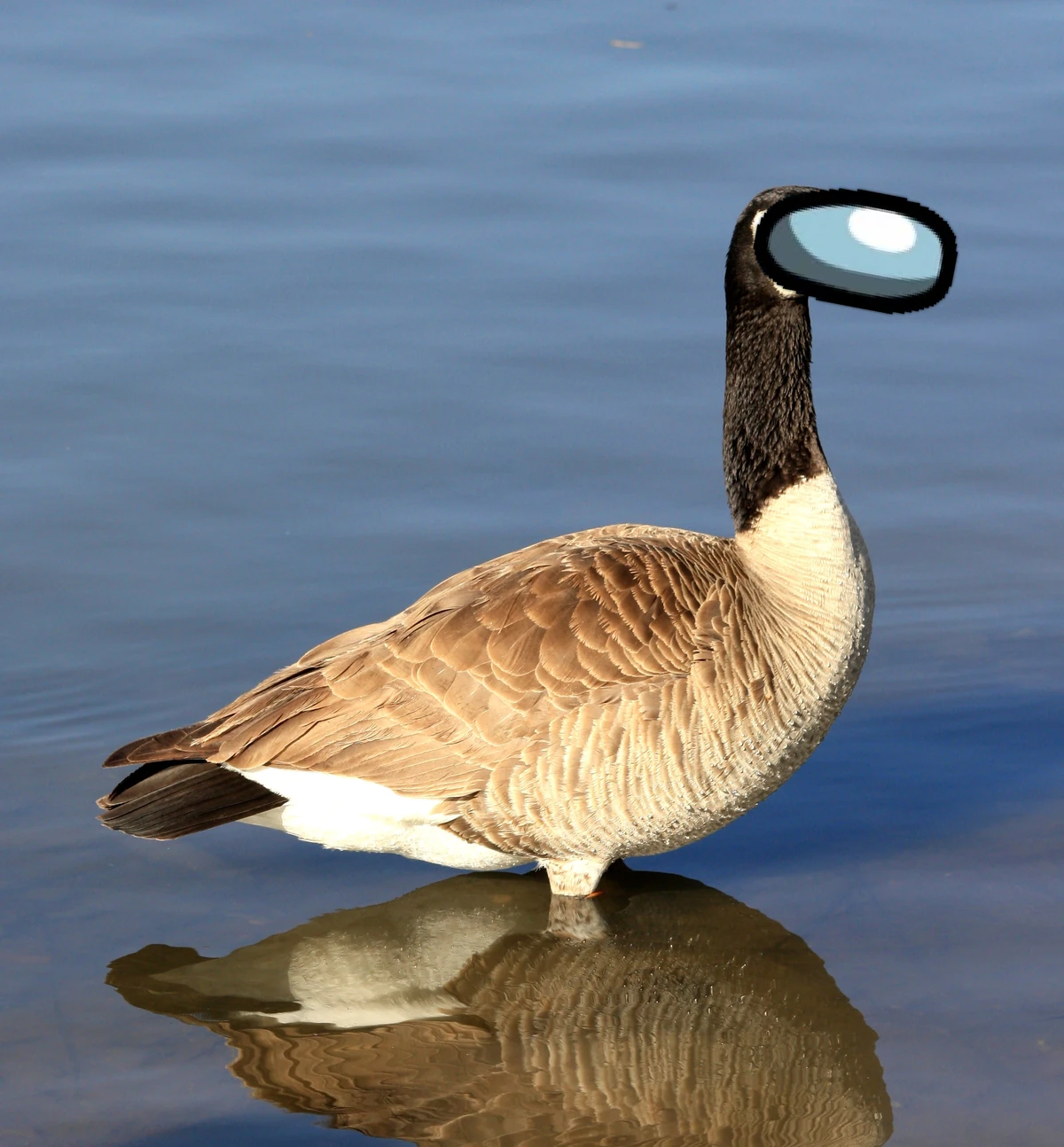 Agoosus | Amogus Wiki | Fandom