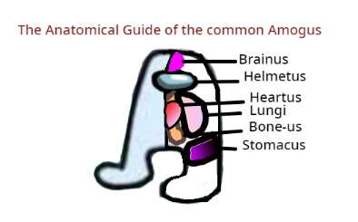 The Anatomical Guide of The Common Amogus | Amogus Wiki | Fandom