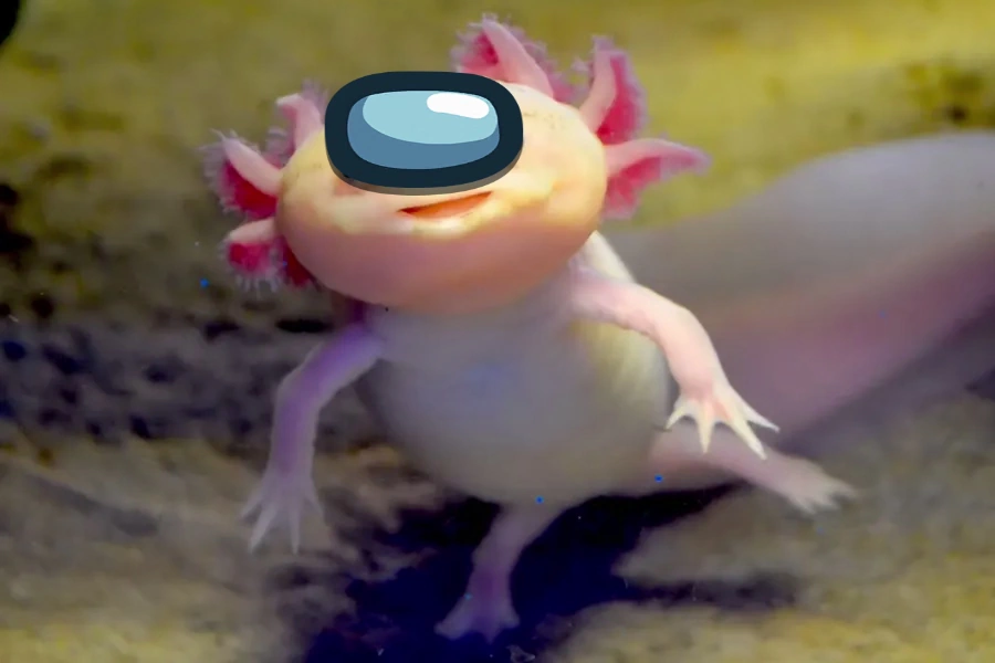 Axolotus | Amongus fictional entities Wiki | Fandom