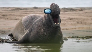 Elephant Sealmogus | Amongus fictional entities Wiki | Fandom