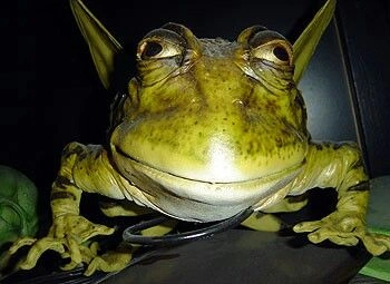 Darrel Loyalität | Amphibia Fanon Wiki | Fandom