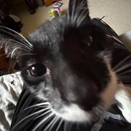 Potato | ARCA Menards Pro Stock Series Diecast League Wiki | Fandom