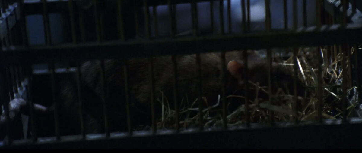 Rat Harry Potter The Shared Combined Crossovers For An The Good