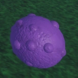 Colored Rokakaka Fruits | An Unoriginal Universe (roblox) Wiki | Fandom