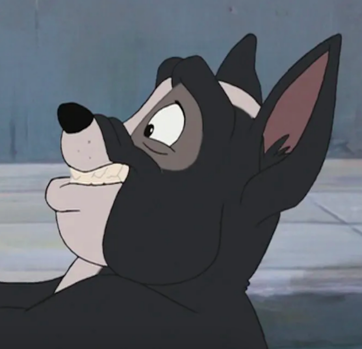 An Boston Terrier Francois The 5d Combined Shared Crossovers For An