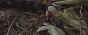 Stone Spider | Anaconda Wiki | Fandom