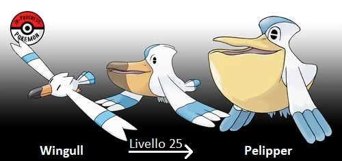 Pelipper | Analisi Pokémon Wiki | Fandom