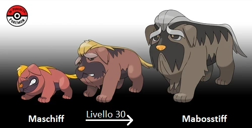 Maschiff | Analisi Pokémon Wiki | Fandom