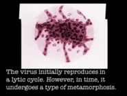 Tangi Virus | Analog Conditions and Diseases Wiki | Fandom