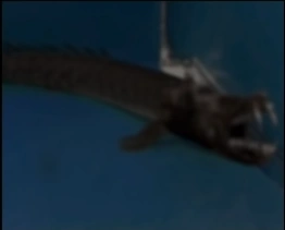 Dog Fish | Аналоговые Хорроры Вики | Fandom