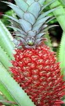 Red Spanish | Wikia Ananas | Fandom