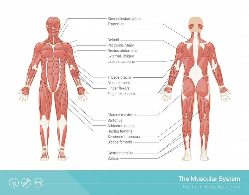 Muscular system | Anatomy of human Wiki | Fandom