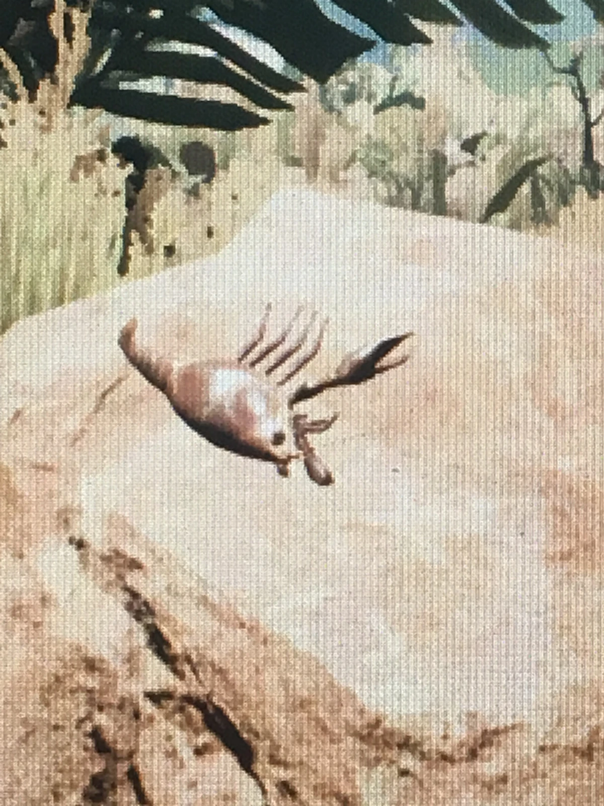 Crayfish (Parastacidae) (Fandom) | Ancestors the Humankind Odyssey Wiki ...