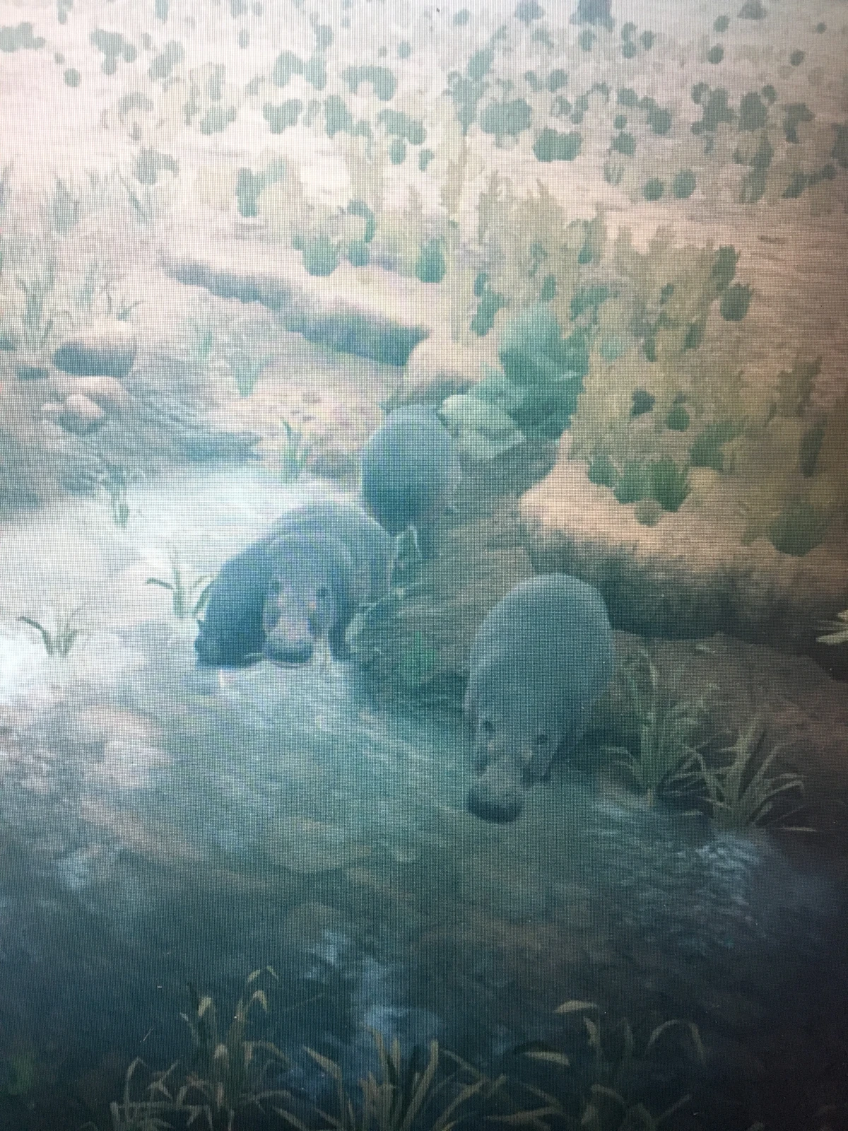 Hippopotamus | Ancestors the Humankind Odyssey Wiki | Fandom