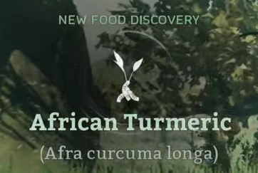 African Turmeric - Ancestors: The Humankind Odyssey Wiki