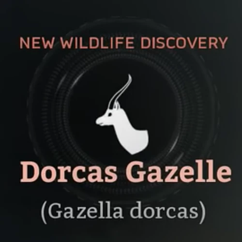 Dorcas Gazelle Habitat