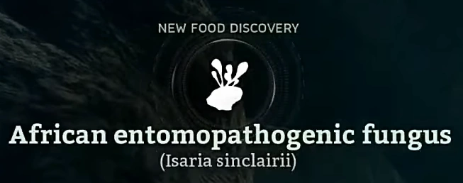 African Entomopathogenic Fungus/ar - Ancestors: The Humankind Odyssey Wiki