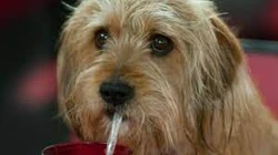 What Breed Of Dog Is Baxter From Anchorman