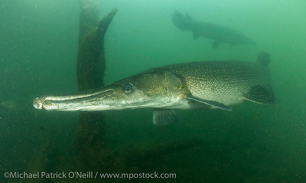 Gars | Ancient Animals Wiki | Fandom