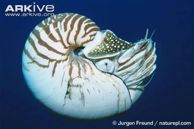 Nautili | Ancient Animals Wiki | Fandom