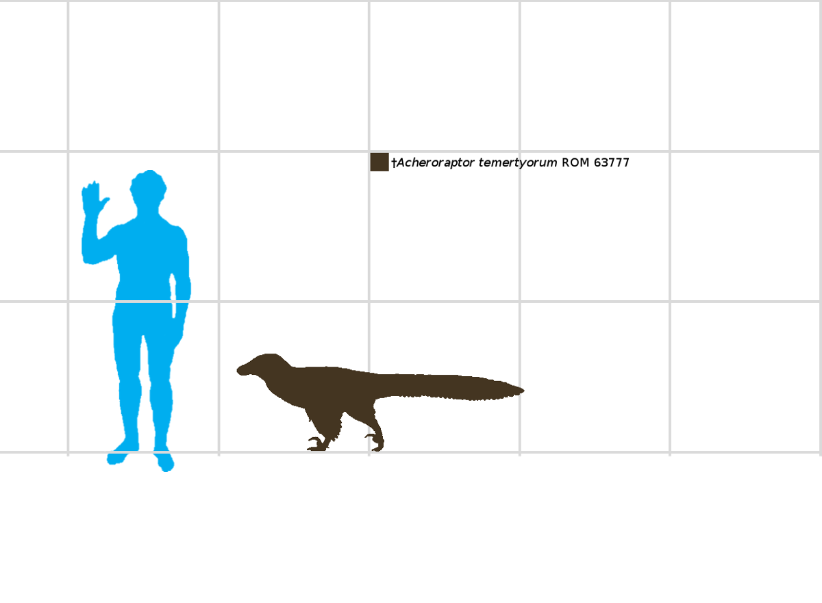 Acheroraptor | Ancient Animals Wiki | Fandom