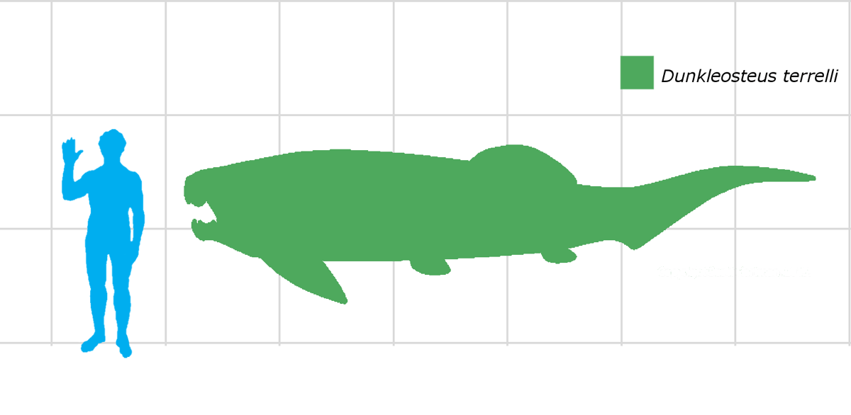 Dunkleosteus | Ancient Animals Wiki | Fandom