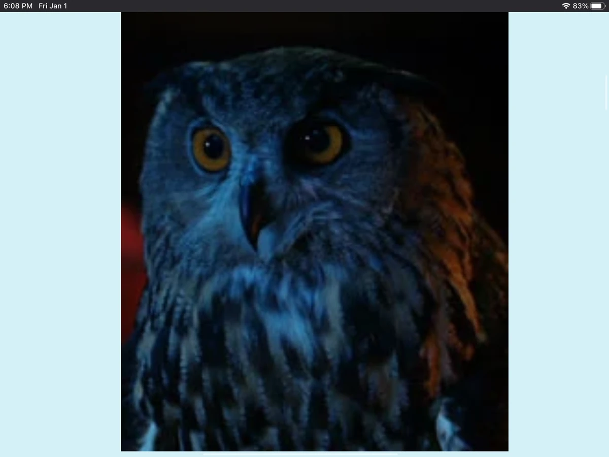 Hoot | Ancient Egyptian.com Wiki | Fandom