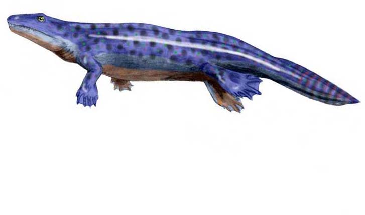 Ichthyostega | Ancient life Wiki | Fandom