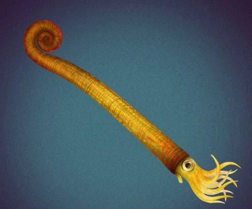 Lituites | Ancient life Wiki | Fandom