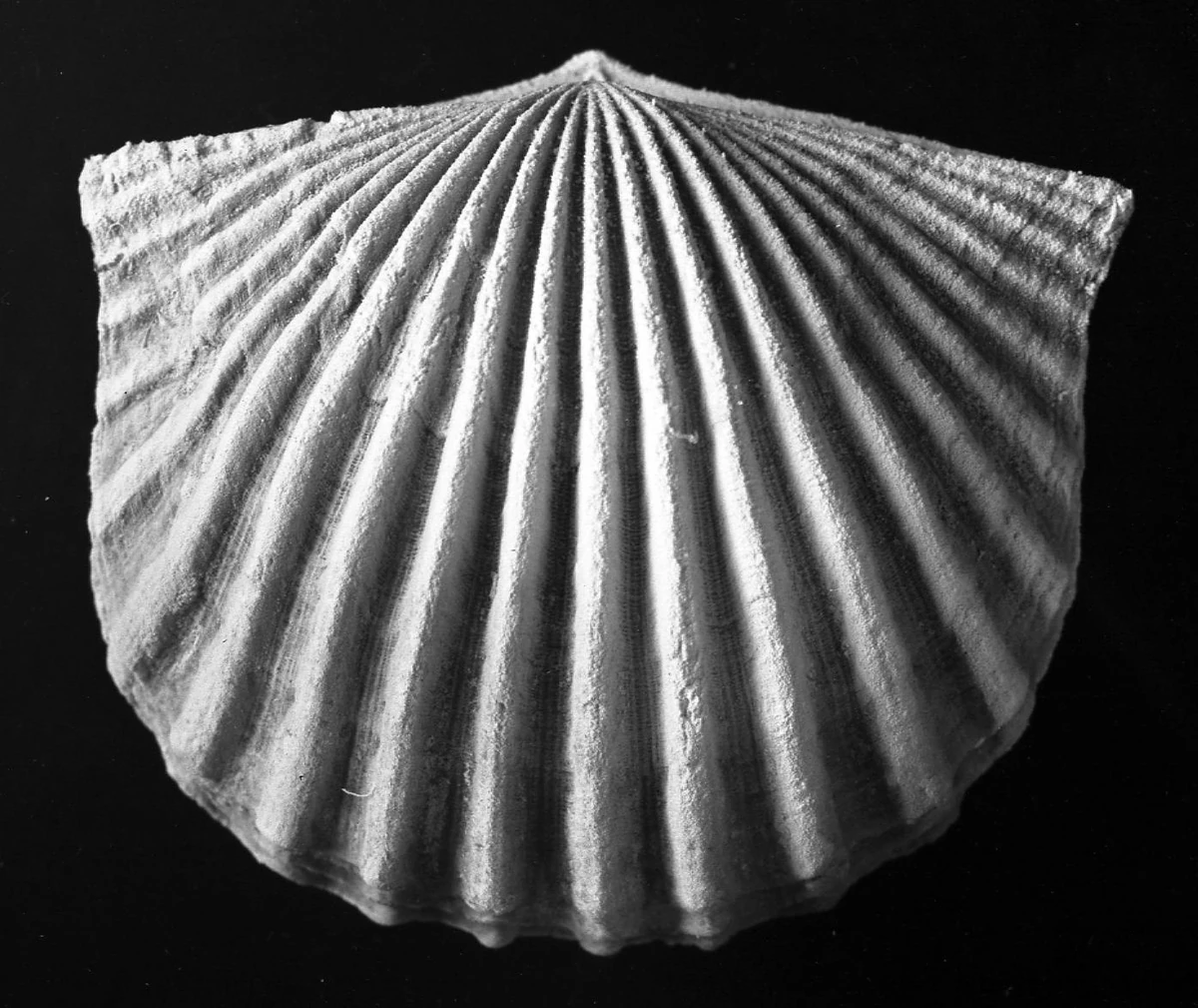 Orthida | Ancient life Wiki | Fandom