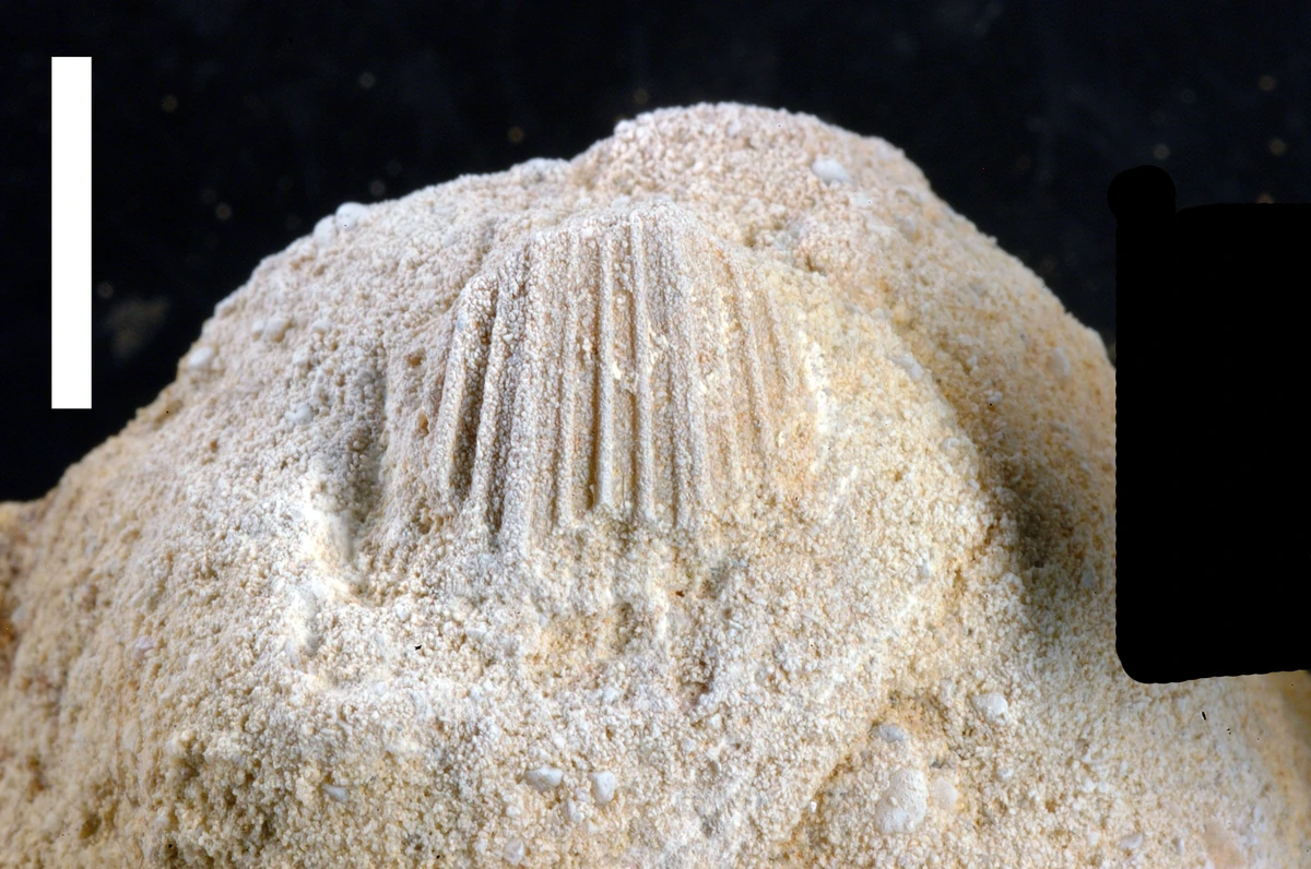 Neithea | Time Traveller's Guide to Ancient Life | Fandom