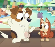 Jack Russell | And Bluey! Wiki | Fandom