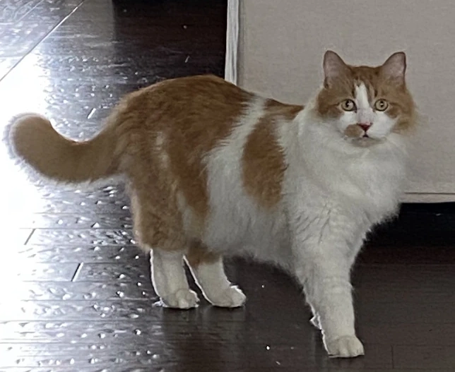 Gunther | Petpedia | Fandom