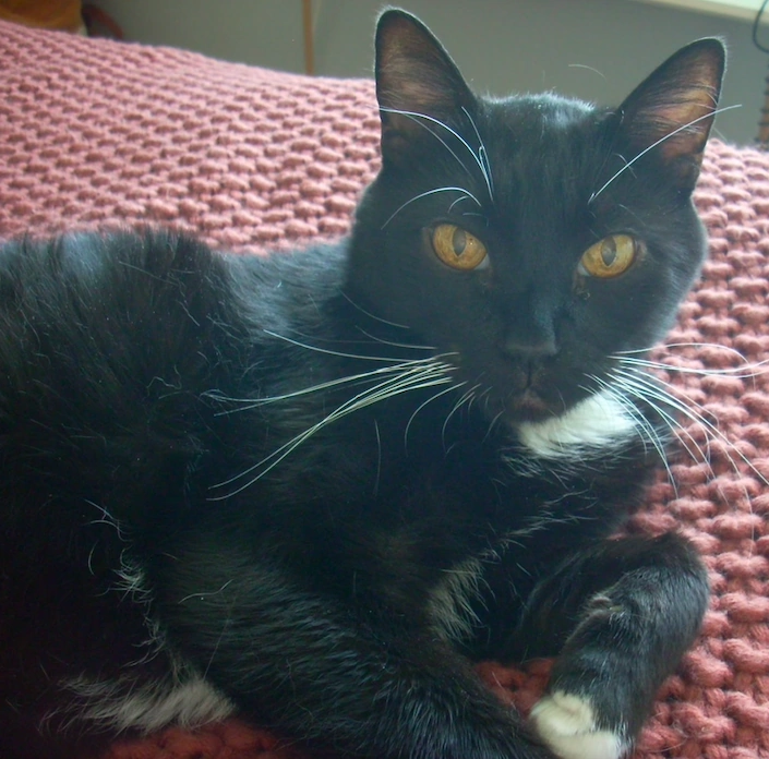 Max | Petpedia | Fandom