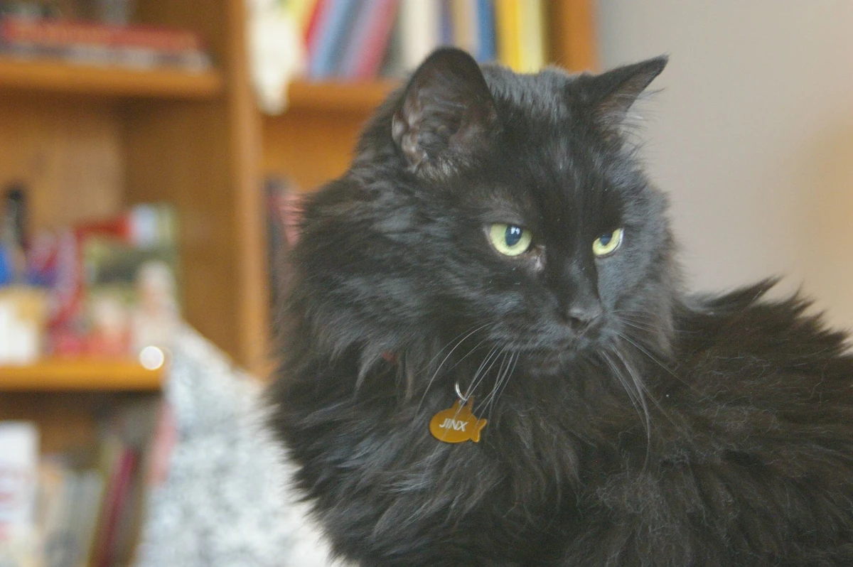 Jinx | Petpedia | Fandom