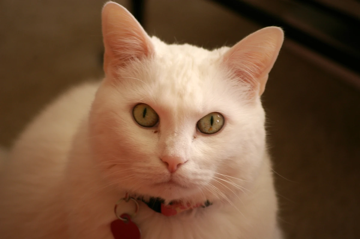 Daisy | Petpedia | Fandom