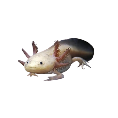 Axolotl | AndyC Wiki | Fandom