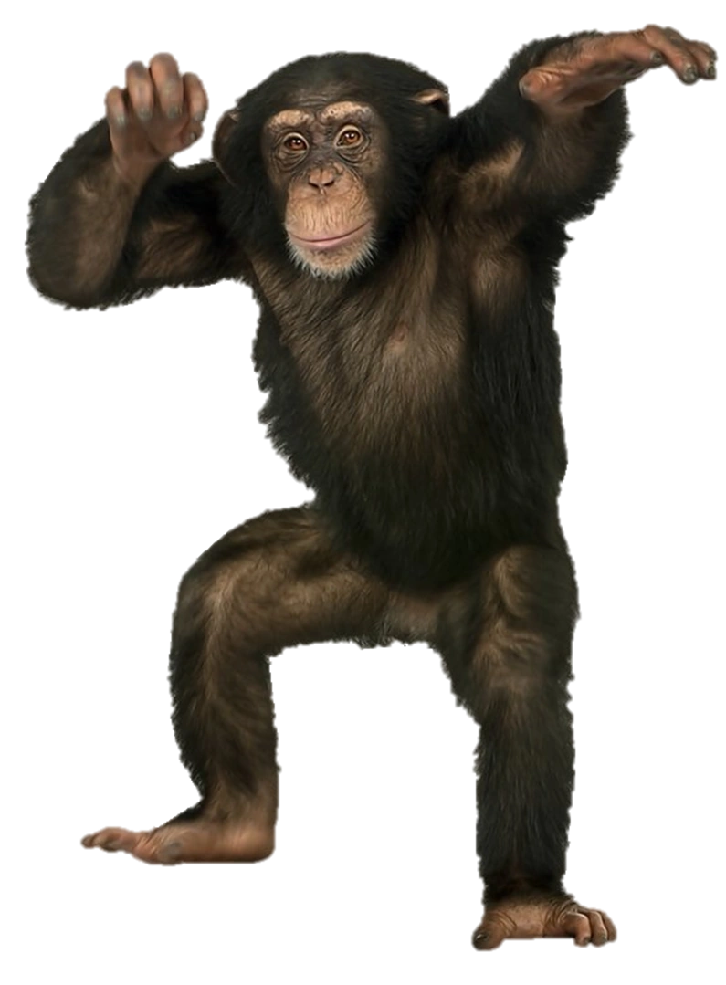 Monkey | Angel XD Drawings Wiki | Fandom