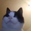 Antii | Insanity Zone Wiki | Fandom