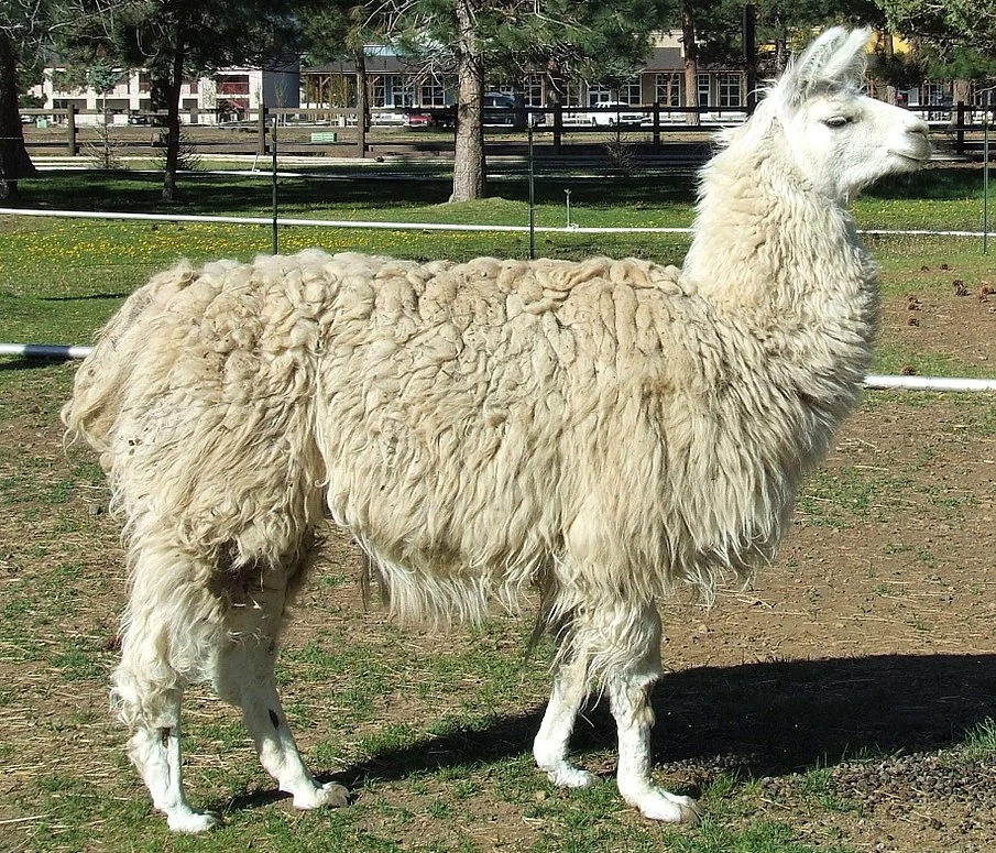 Sheepolvend | The Anglish Moot | Fandom