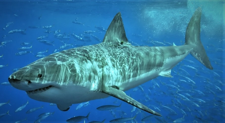 Haye | The Anglish Moot | Fandom